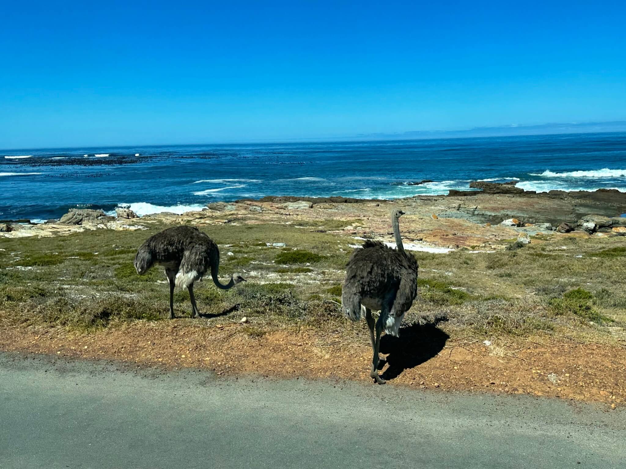 Cape Point & Cape of Good Hope: you can’t miss this in South Africa